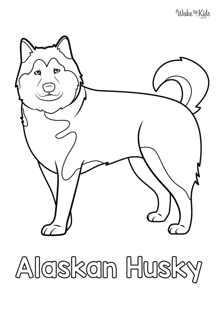 Husky Coloring Pages (Free Printable PDFs) | WakeTheKids