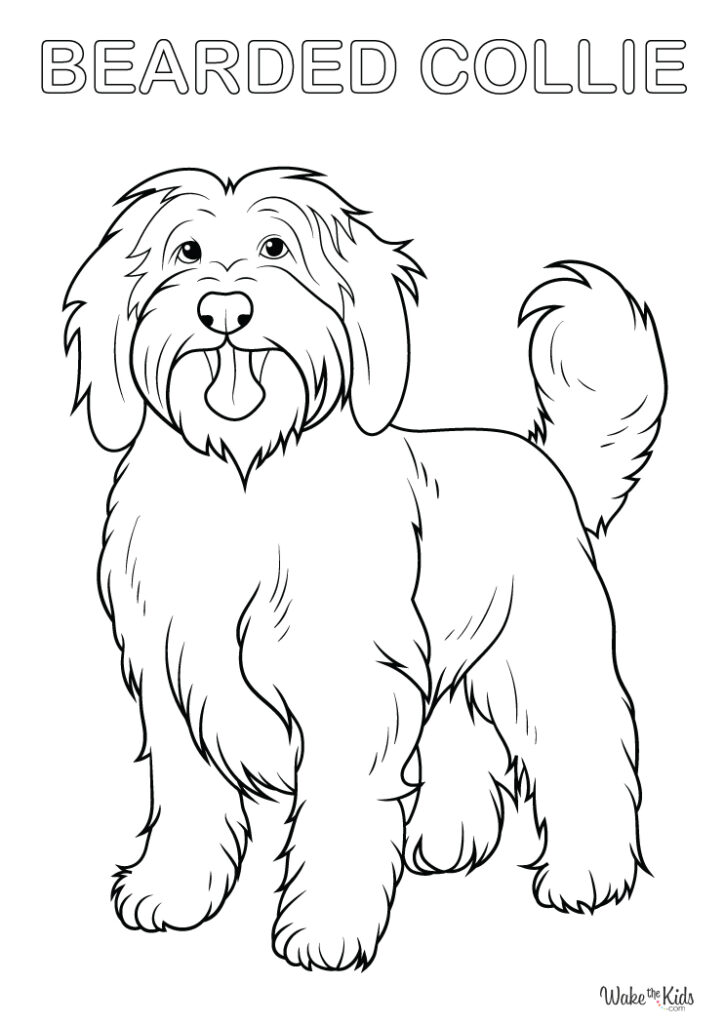 Collie Coloring Pages (Free Printable PDFs) | WakeTheKids