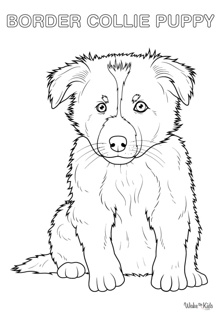 Collie Coloring Pages (Free Printable PDFs) | WakeTheKids