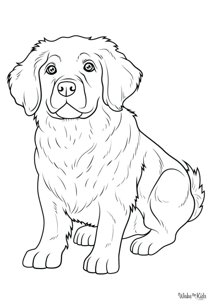 Golden Retriever Coloring Pages (Free Printable PDFs) | WakeTheKids