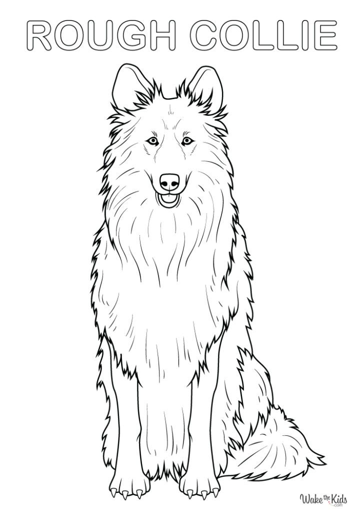 Collie Coloring Pages (Free Printable PDFs) | WakeTheKids