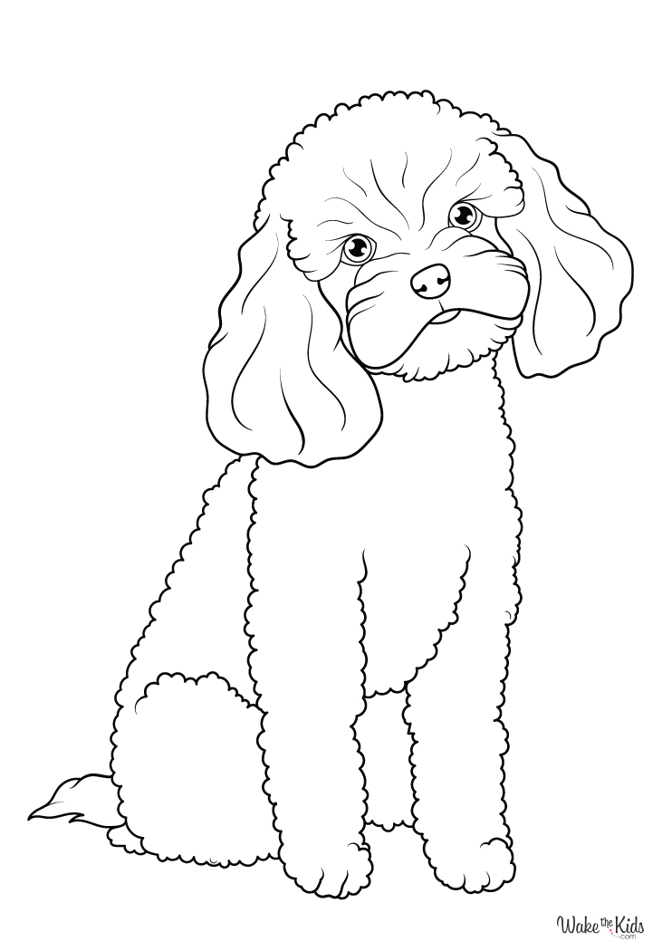 Poodle Coloring Pages (Free Printable PDFs) | WakeTheKids
