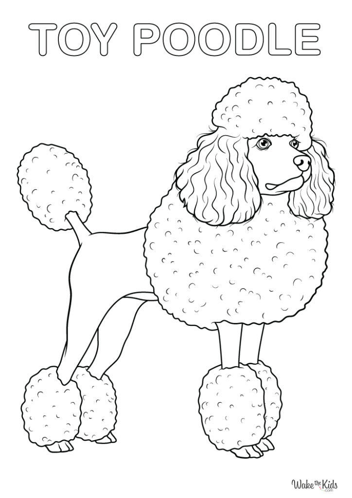 Poodle Coloring Pages (Free Printable PDFs) | WakeTheKids
