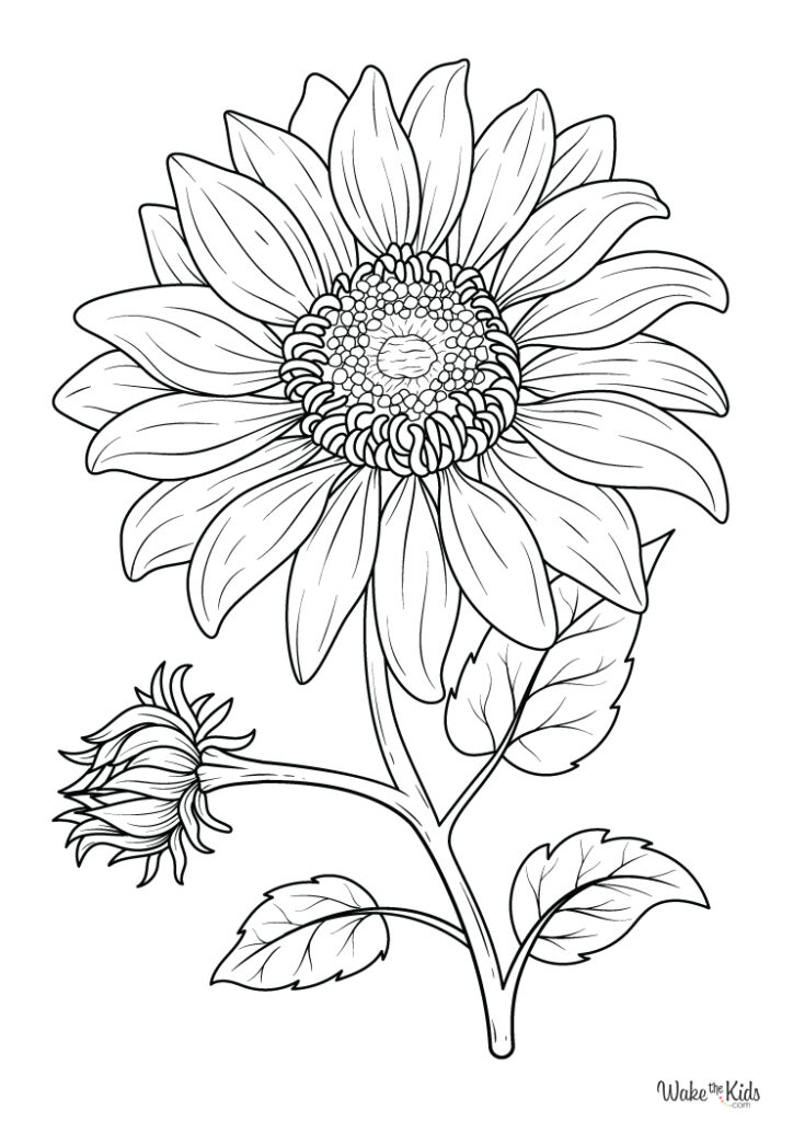 Sunflower Coloring Pages (Free Printable PDFs) | WakeTheKids