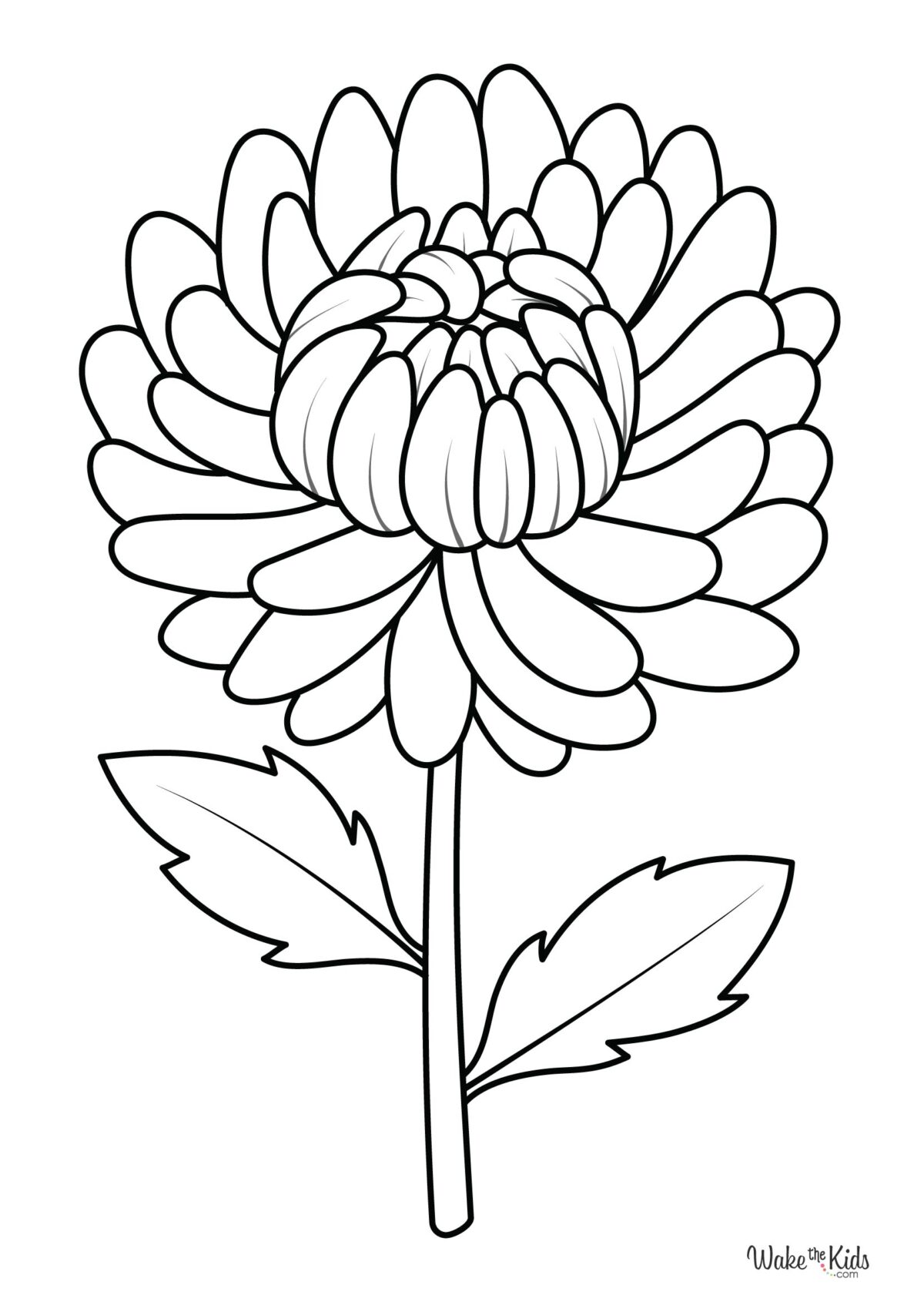 Chrysanthemum Coloring Pages (Free Printable PDFs) | WakeTheKids