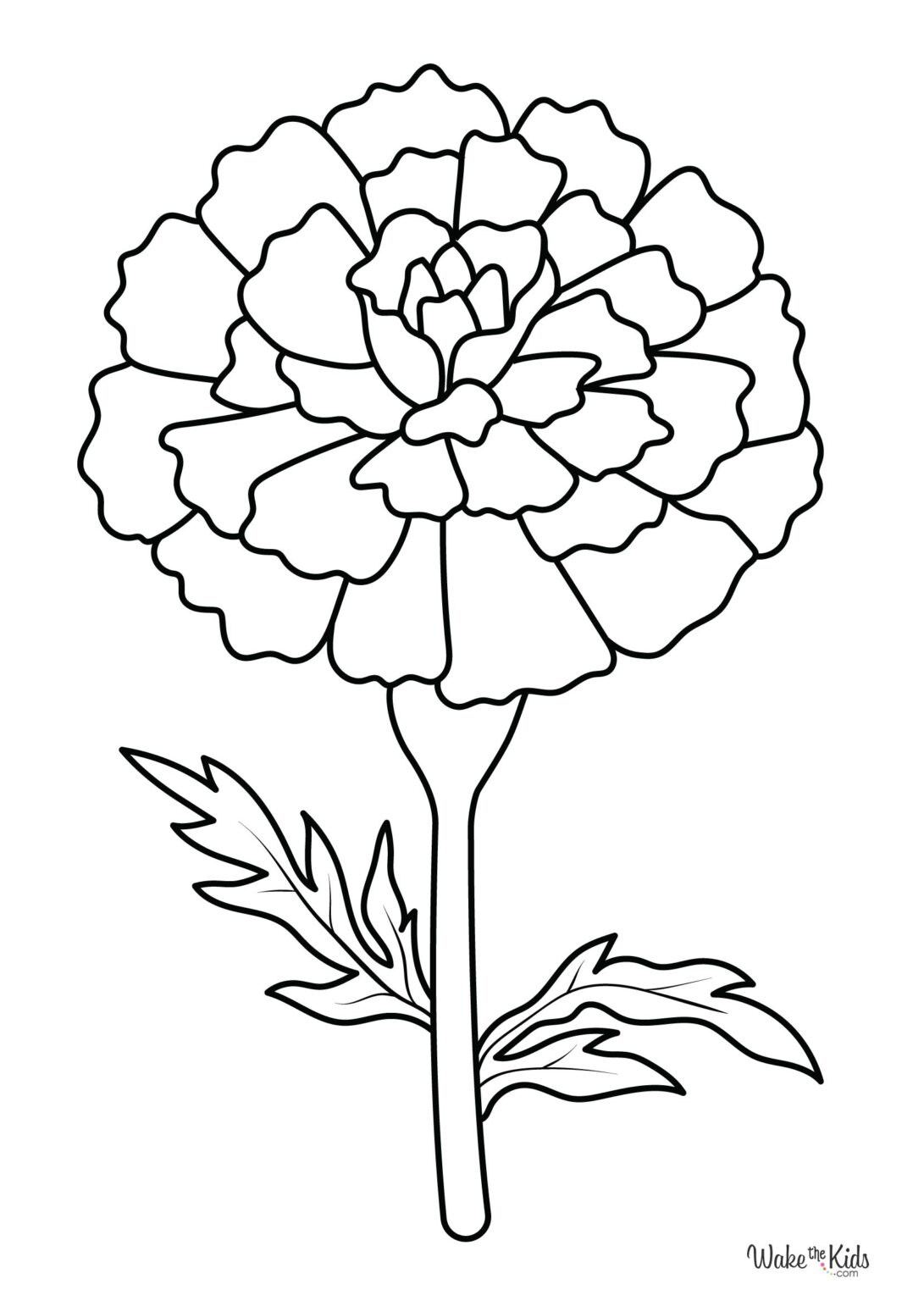 Marigold Coloring Pages (Free Printable PDFs) | WakeTheKids