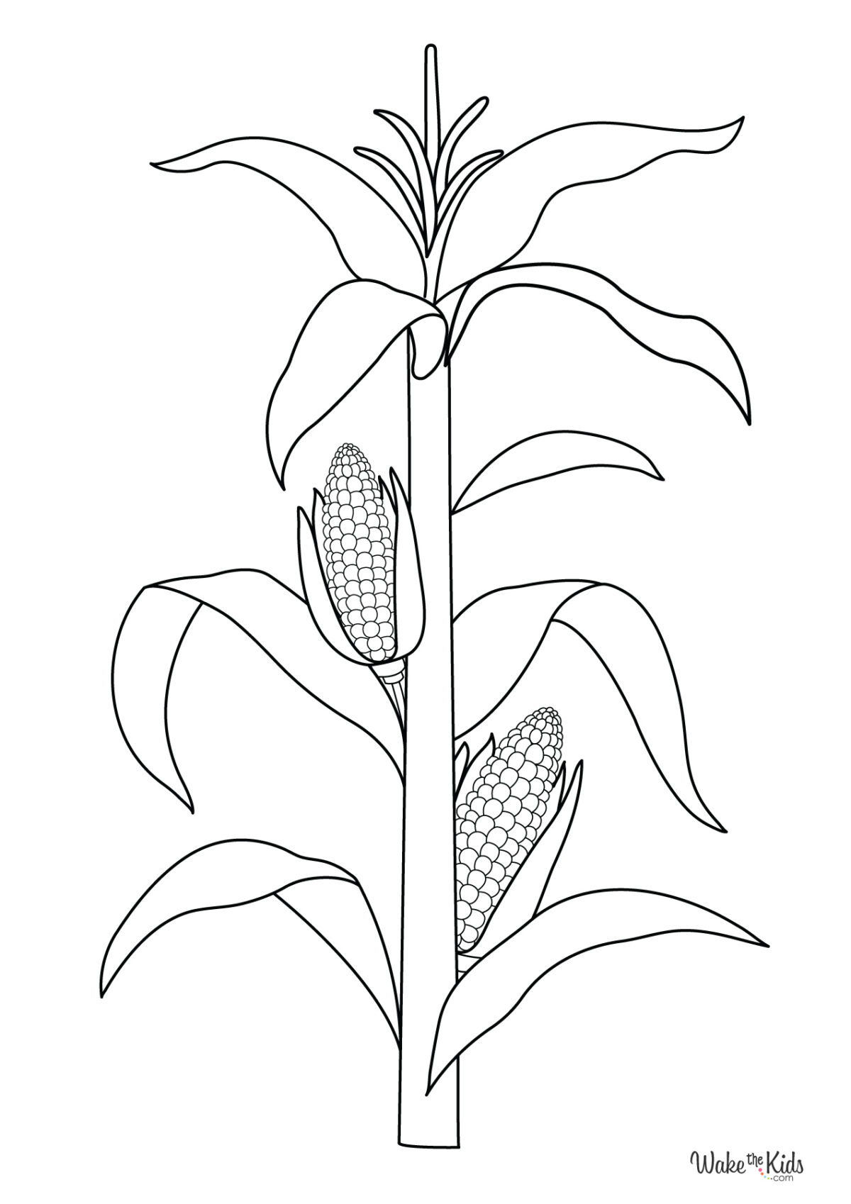 Corn Coloring Pages (Free Printable PDFs) | WakeTheKids
