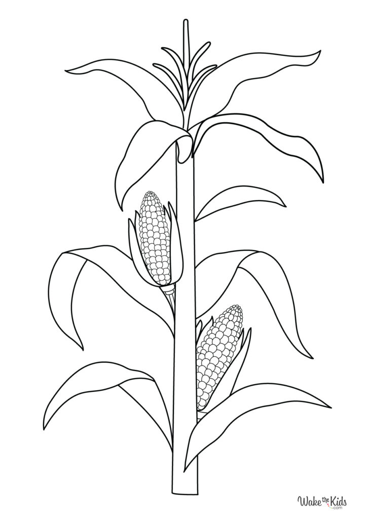 Corn Coloring Pages (Free Printable PDFs) | WakeTheKids