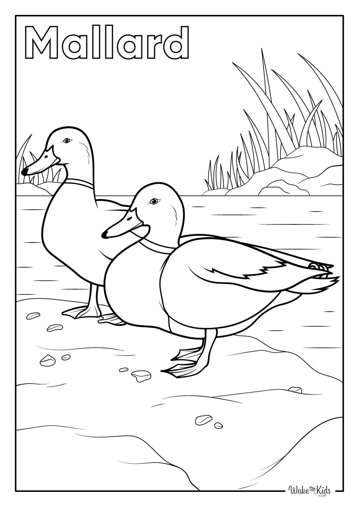 Mallard Coloring Pages (Free Printable PDFs) | WakeTheKids