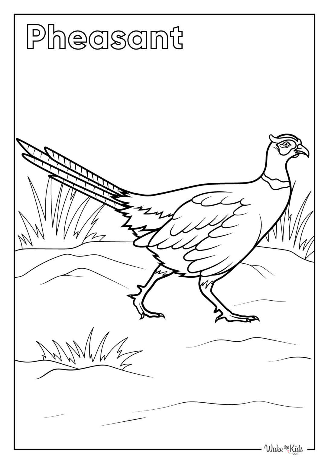 Pheasant Coloring Pages (Free Printable PDFs) | WakeTheKids