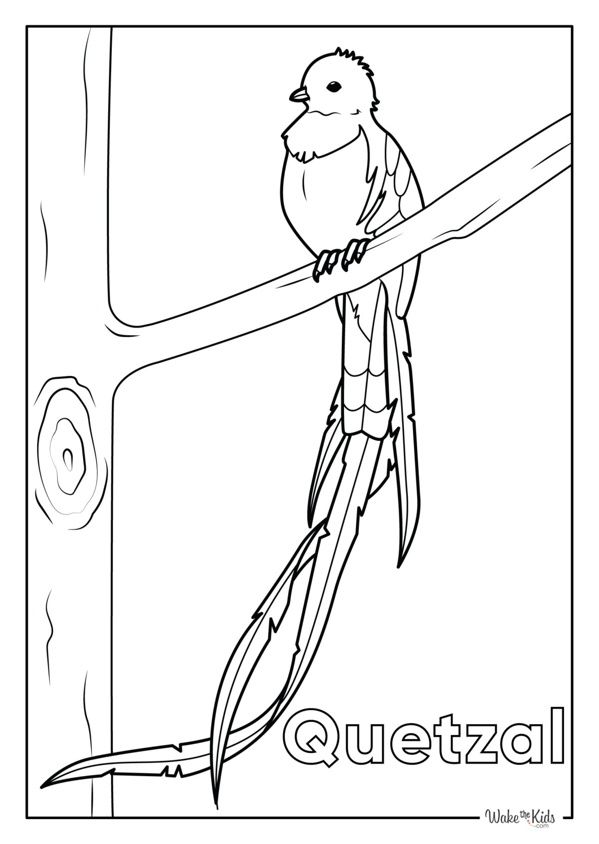 Quetzal Coloring Pages Umbrella Guatemala Bird Dibujos Colorear Para De ...