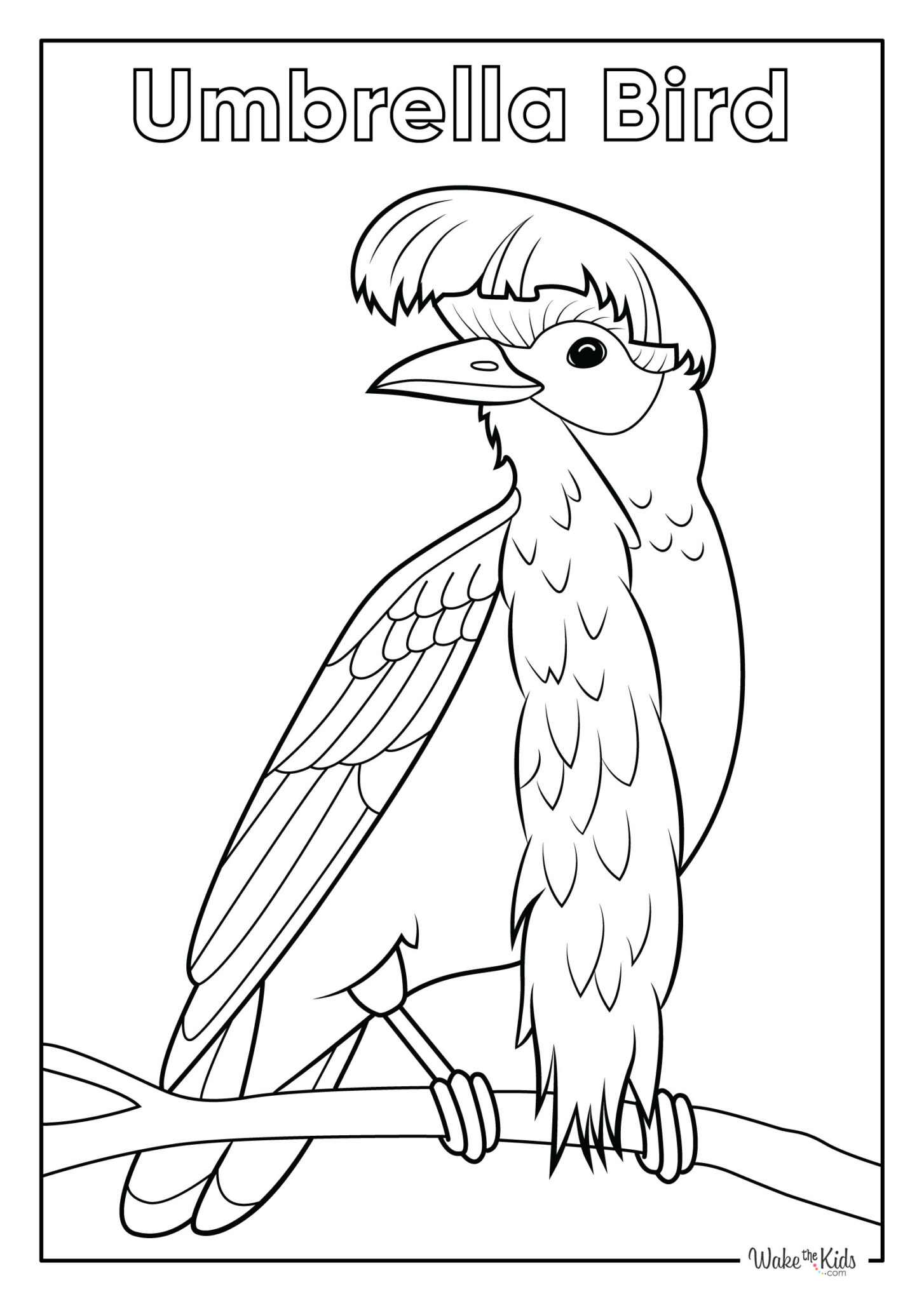 Umbrellabird Coloring Pages (Free Printable PDFs) | WakeTheKids