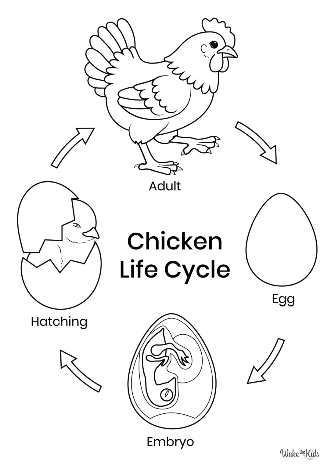 Chicken Coloring Pages (Free Printable PDFs) | WakeTheKids
