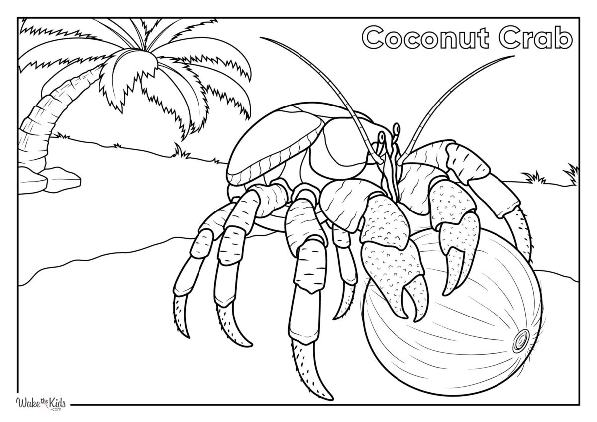 Crab Coloring Pages (Free Printable PDFs) | WakeTheKids